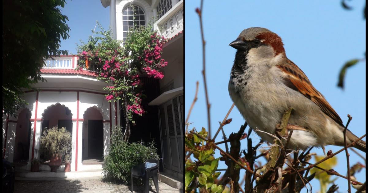 'गौरैया वालों की हवेली'...जैसे शाम अपने पांवों में घुंघरू बांध आंगन में ...